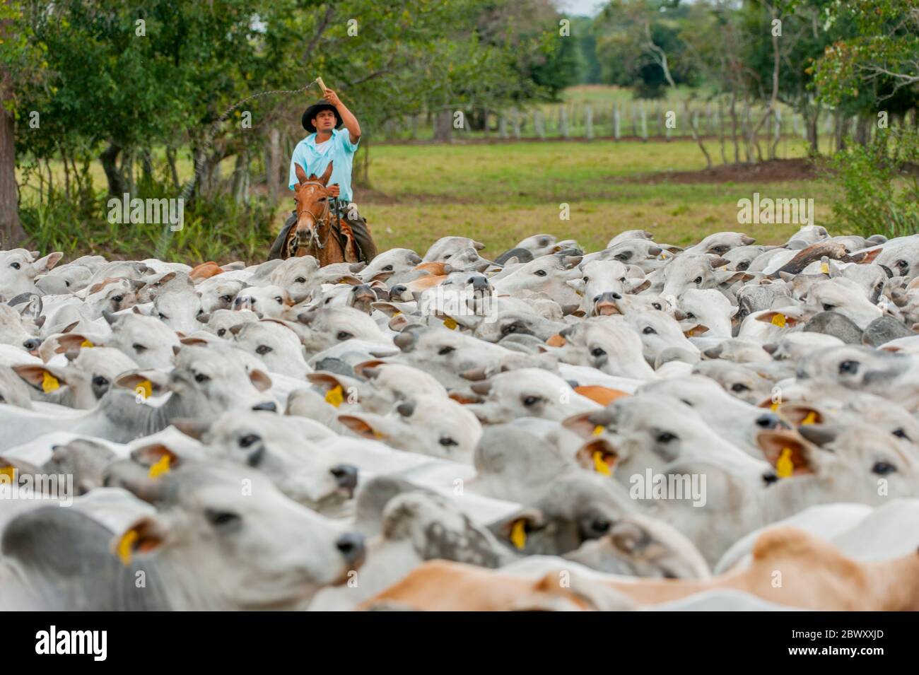 Pantaneiros (local cowboys) rounding up cattle on the Caiman Ranch in ...
