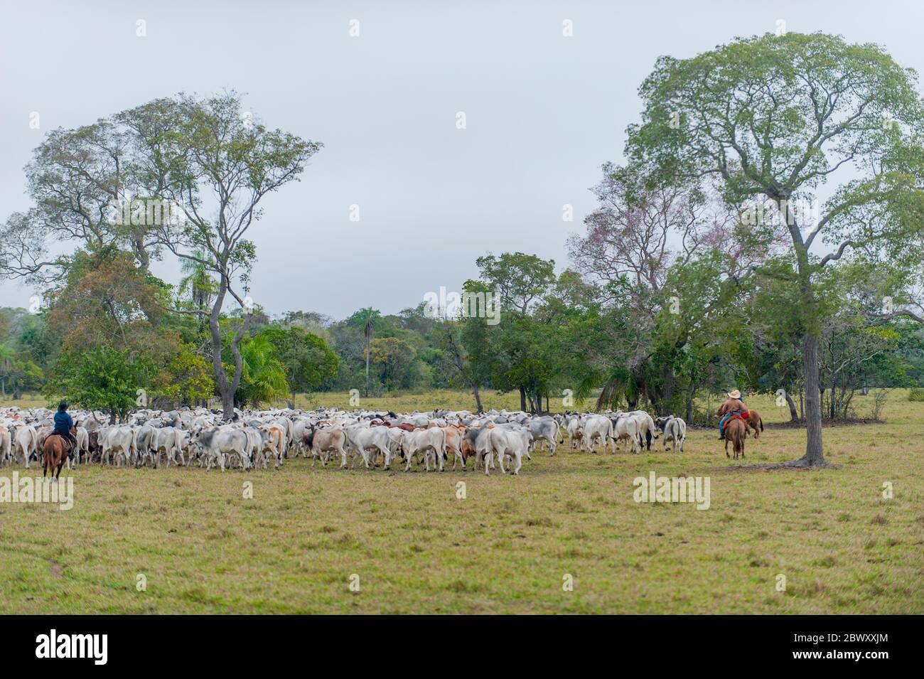 Pantaneiros (local cowboys) rounding up cattle on the Caiman Ranch in ...