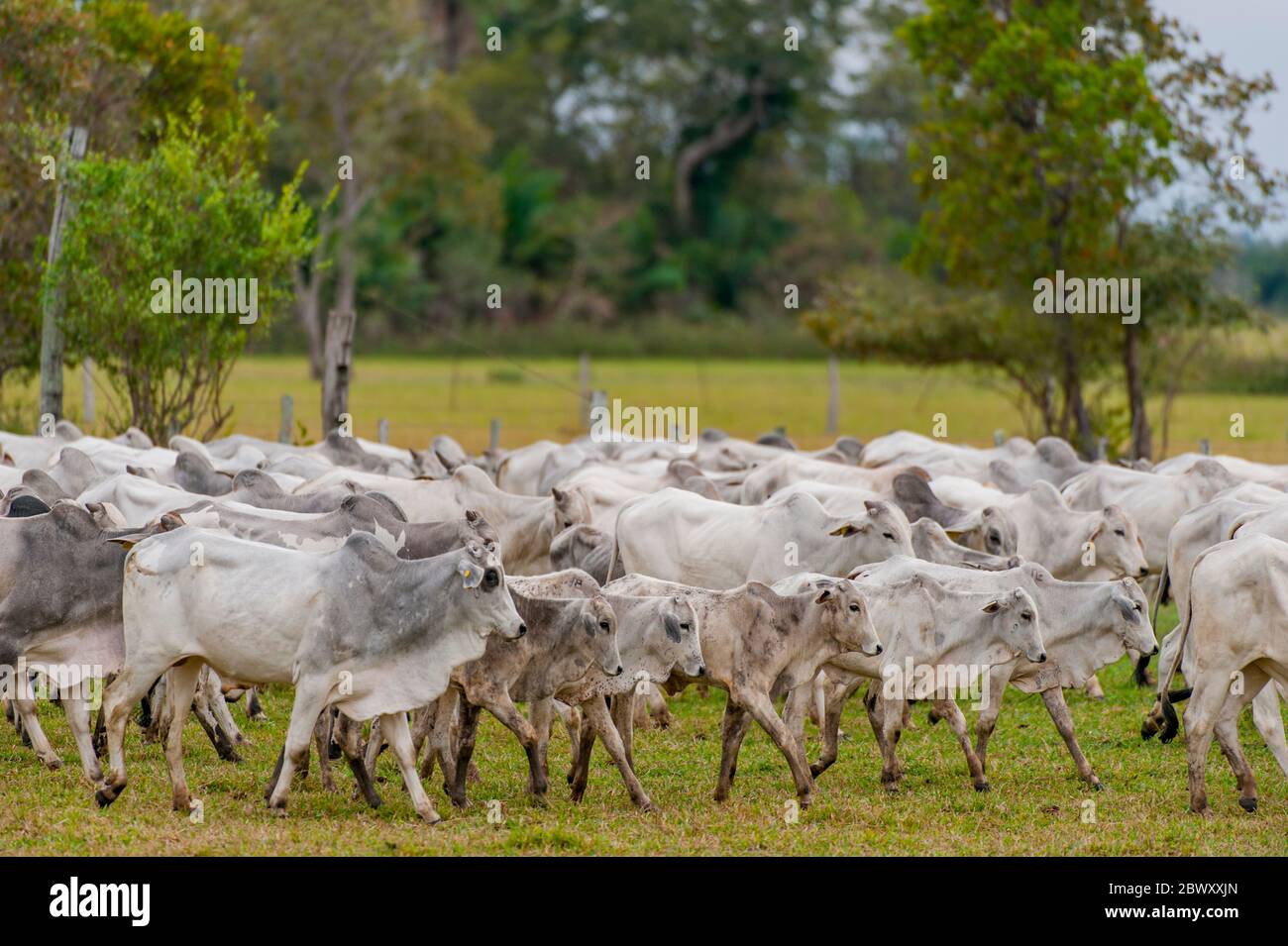 Pantaneiros (local cowboys) rounding up cattle on the Caiman Ranch in ...
