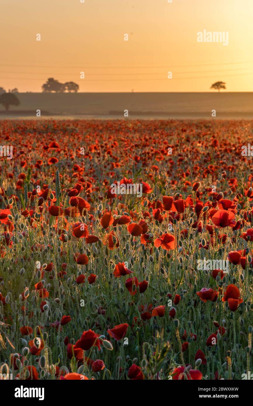 Beautiful poppy field during sunrise hi-res stock photography and ...