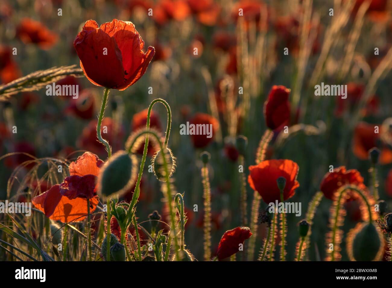 Single red poppy in the field Stock Photo - Alamy