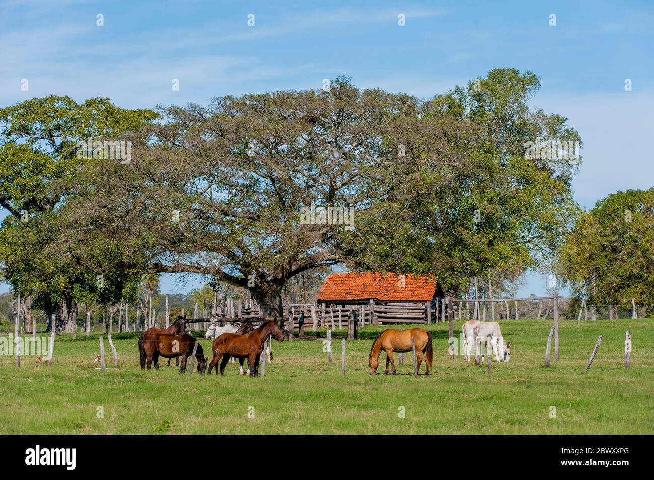 Horses at Caiman Ranch in the Southern Pantanal in Brazil Stock Photo ...