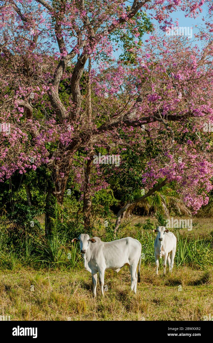 Cattle in front of a Pink trumpet tree (Tabebuia heterophylla) at ...