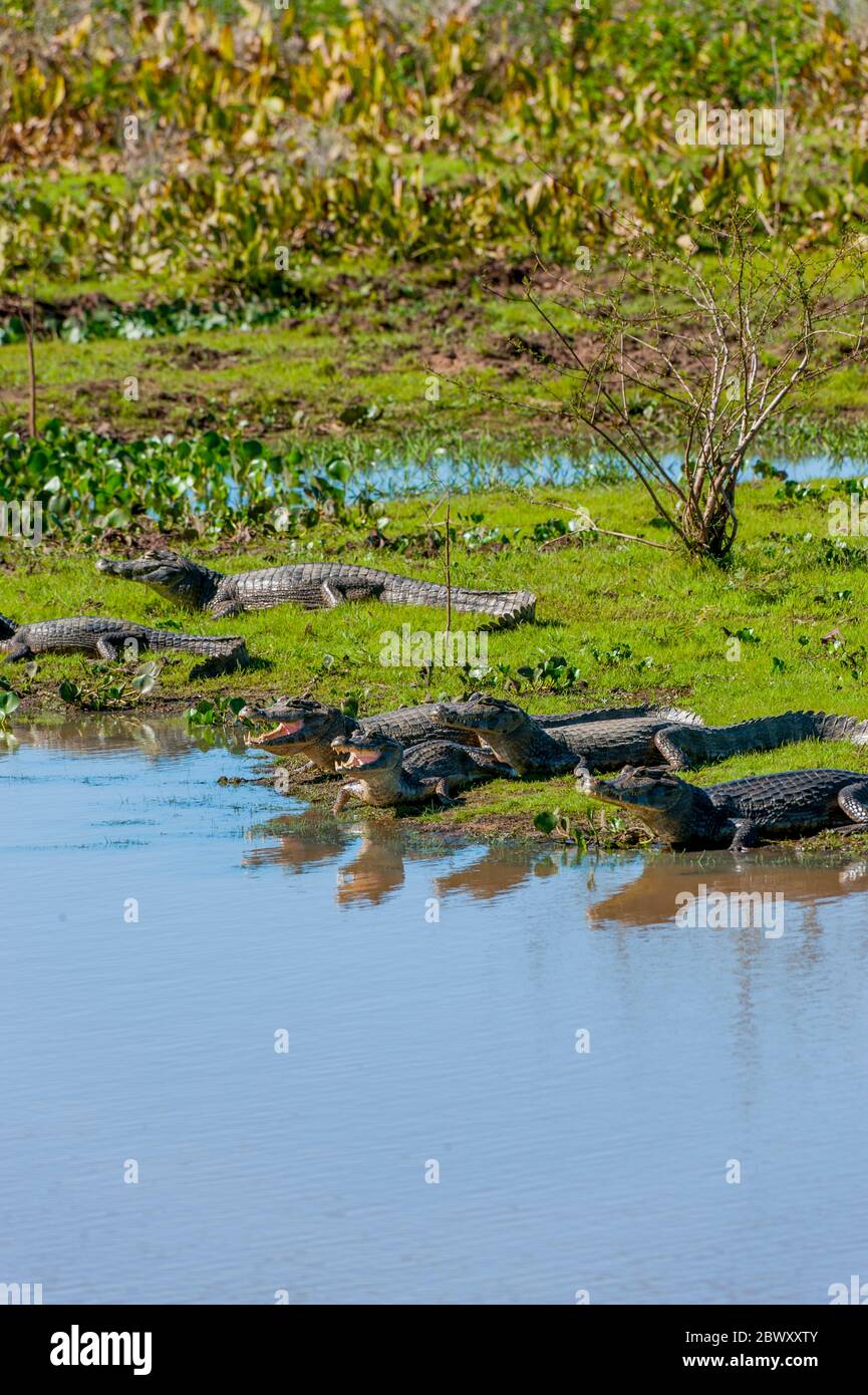 Yacare caimans (Caiman yacare) sunning on a beach at the Caiman Ranch ...