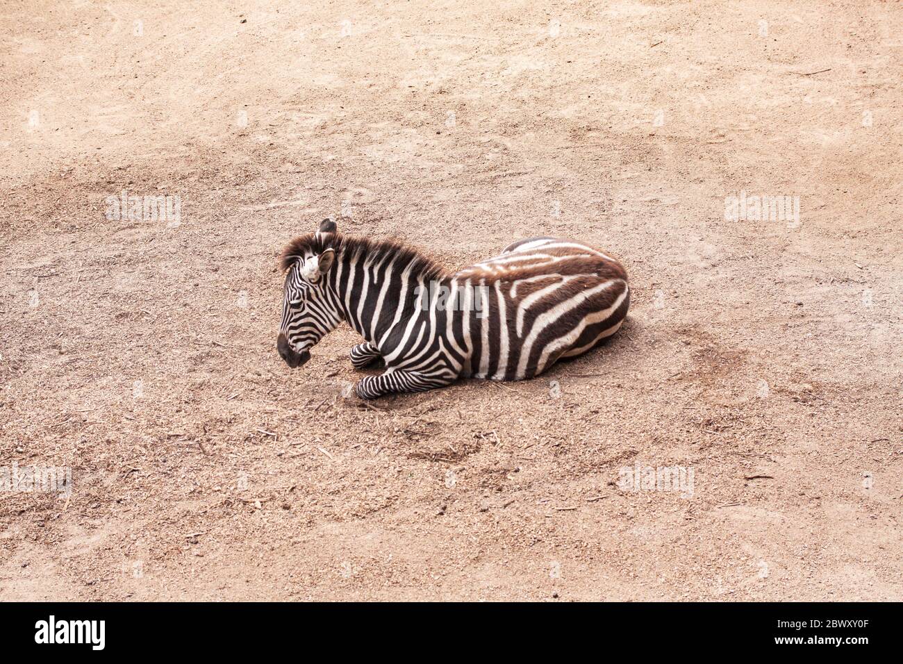 Zebra resting in sand. Shot from above Stock Photo - Alamy