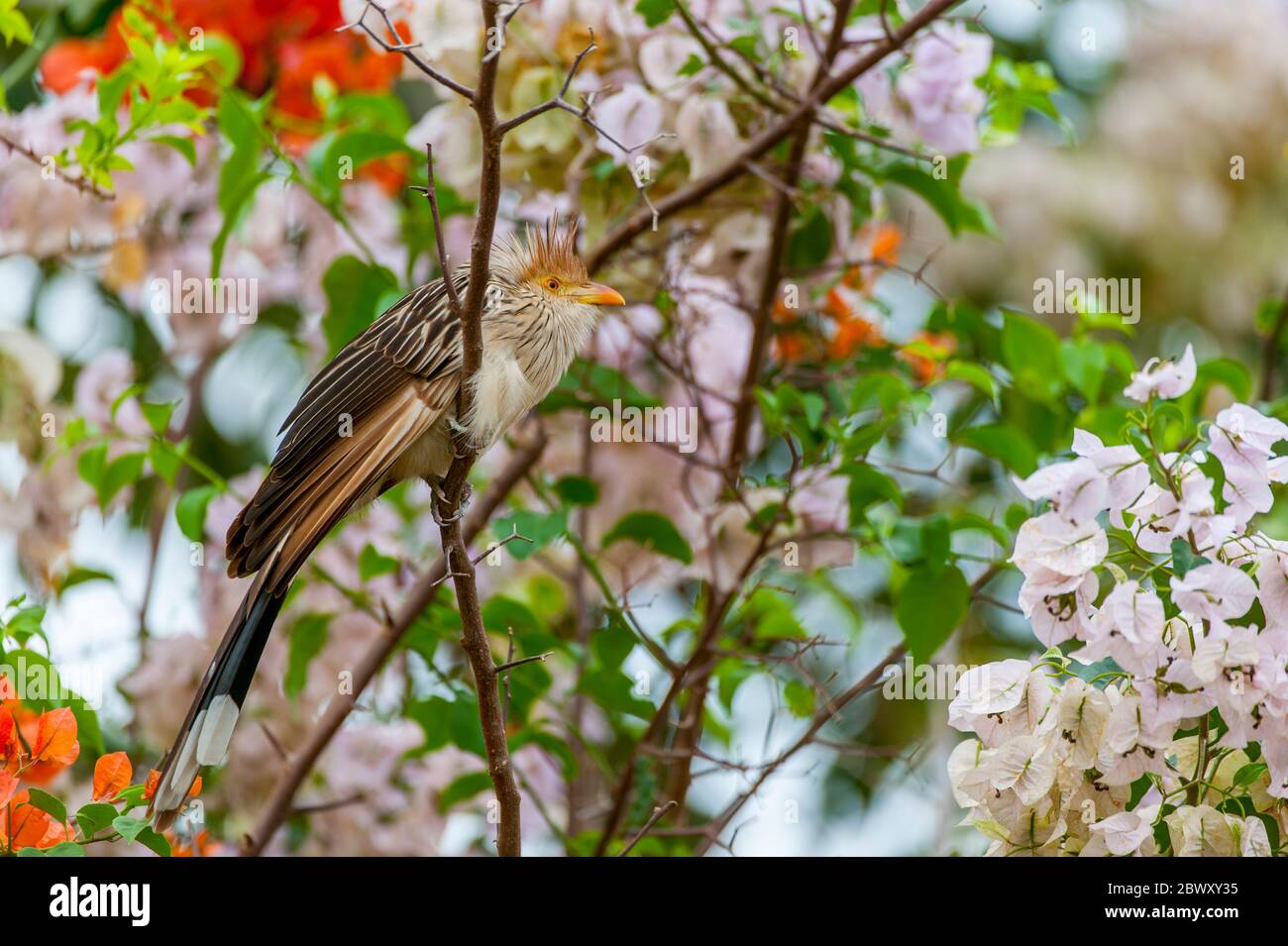 A Guira Cuckoo (Guira guira) perched in a bush at the Caiman Ranch in ...