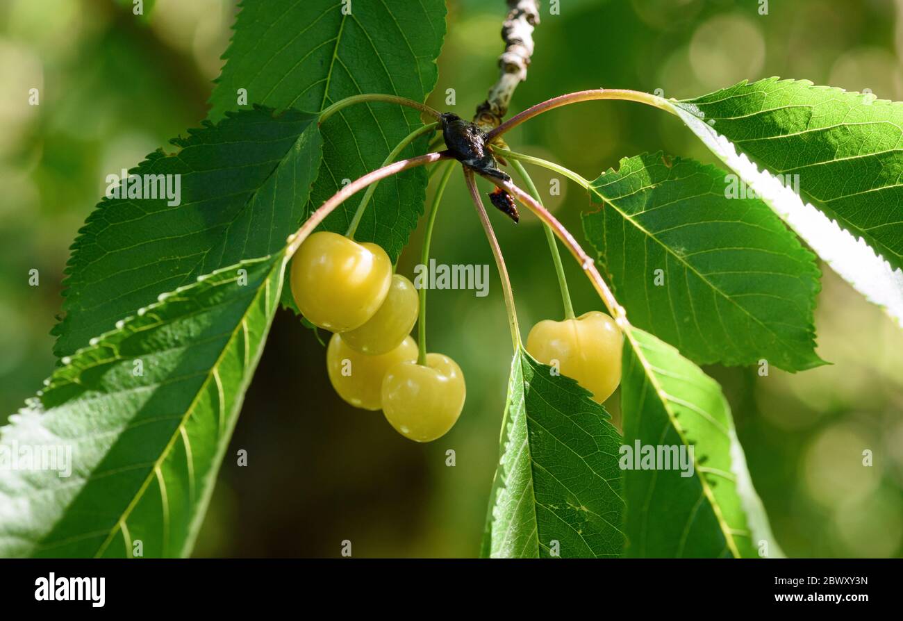 Five yellow ripe cherries with leaves on a cherry tree branch Stock ...