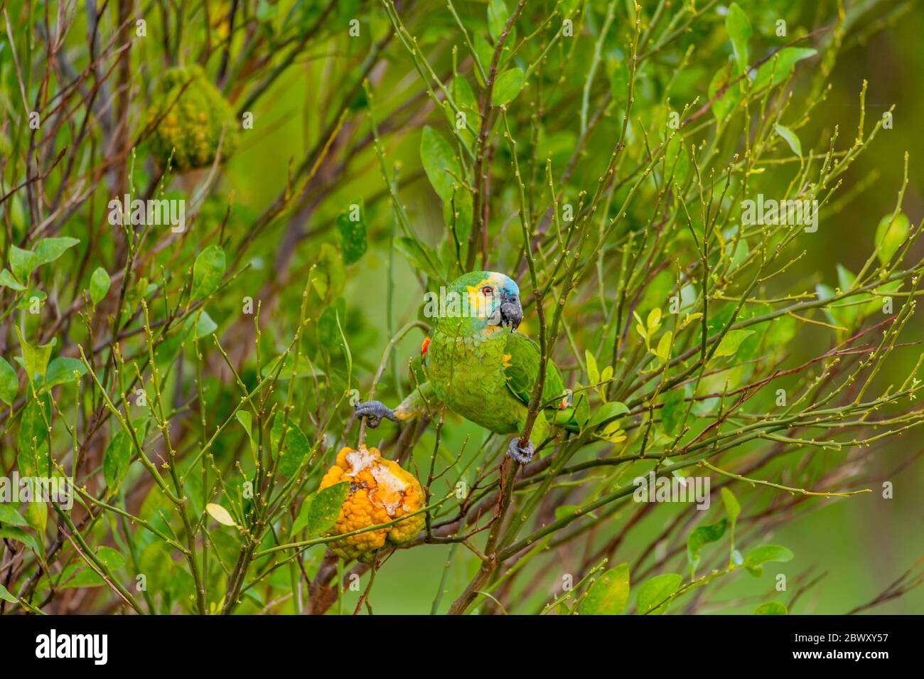 A Blue-Fronted Amazon Parrot (Amazona aestiva) is feeding on a fruit in ...