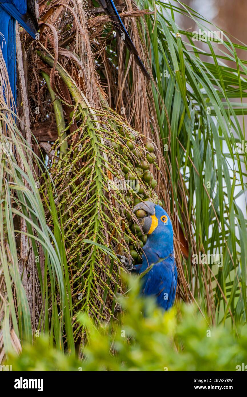 Macaw in palm tree hi-res stock photography and images - Alamy