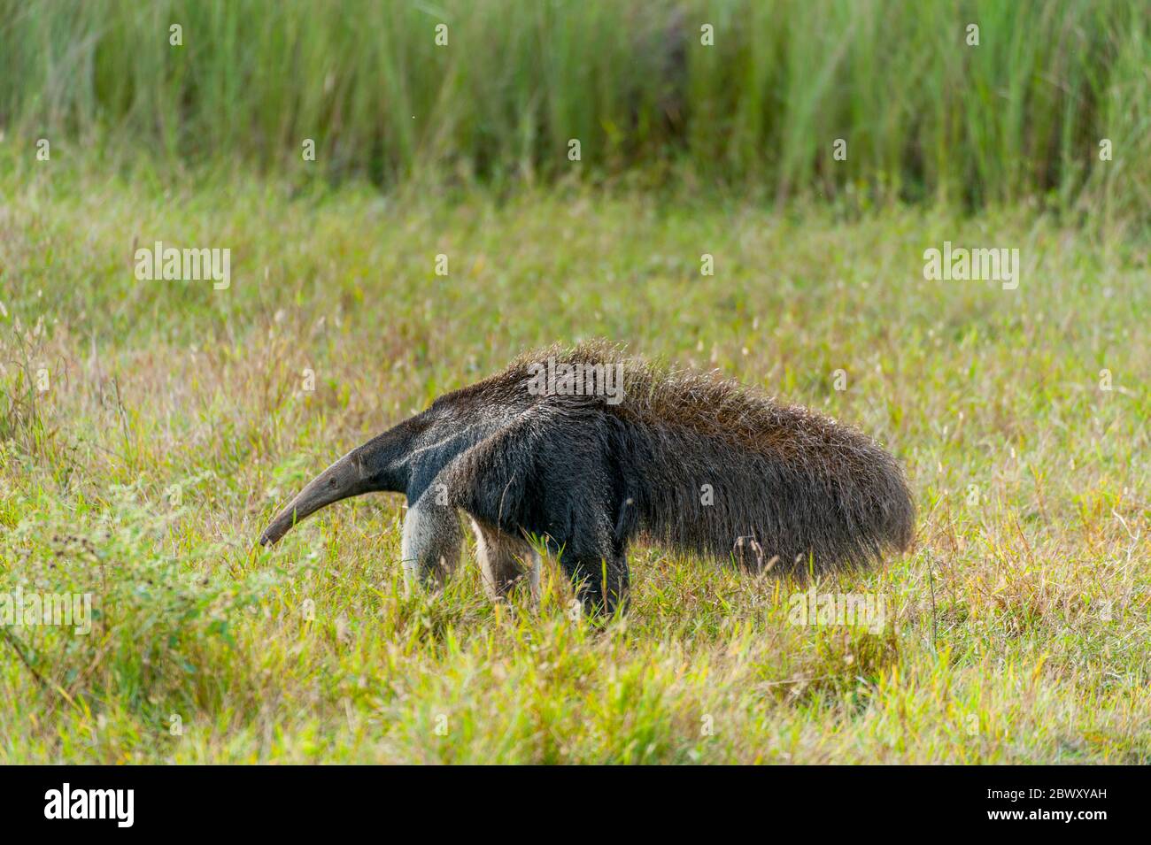 The endangered Giant anteater (Myrmecophaga tridactyla) at Caiman Ranch ...