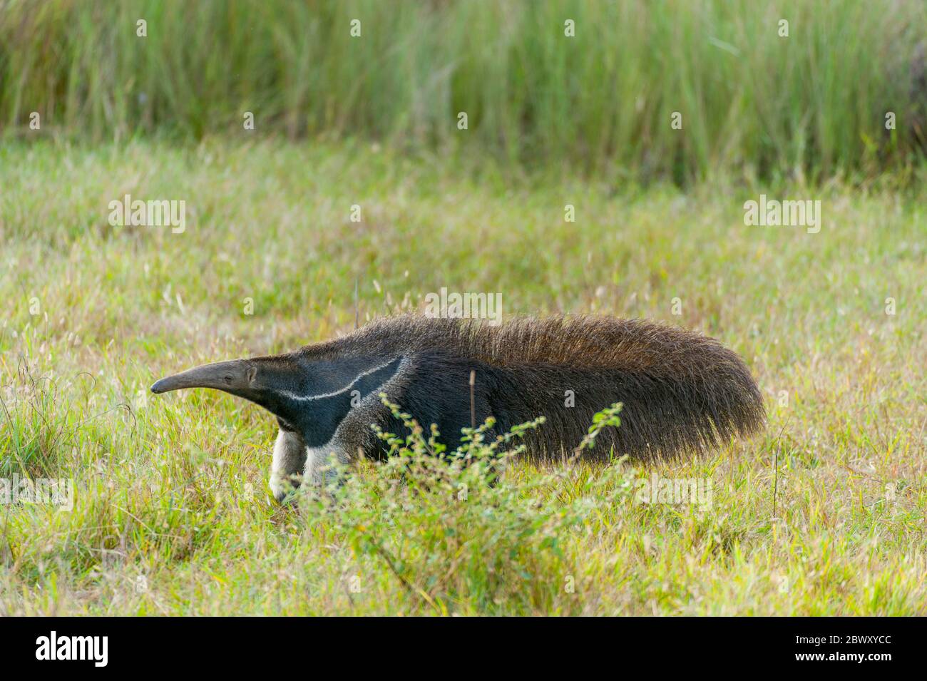 The endangered Giant anteater (Myrmecophaga tridactyla) at Caiman Ranch ...