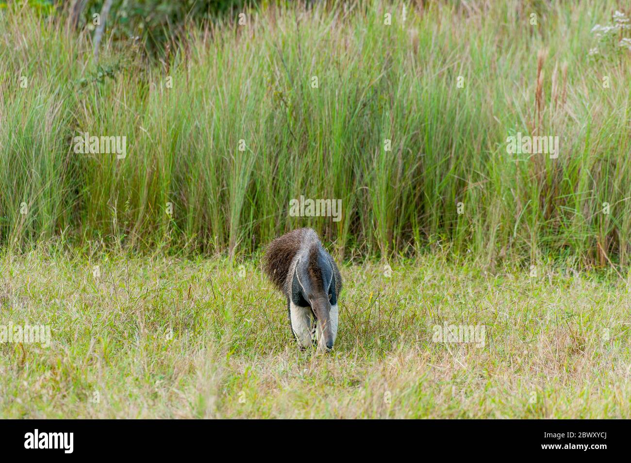 The endangered Giant anteater (Myrmecophaga tridactyla) at Caiman Ranch ...