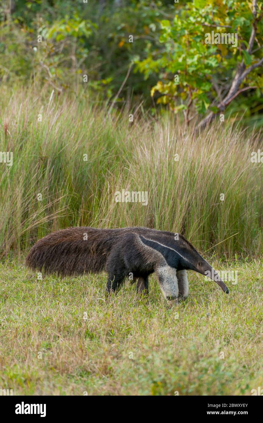 The endangered Giant anteater (Myrmecophaga tridactyla) at Caiman Ranch ...