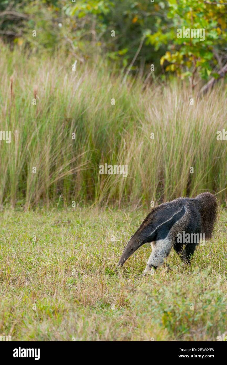 The endangered Giant anteater (Myrmecophaga tridactyla) at Caiman Ranch ...