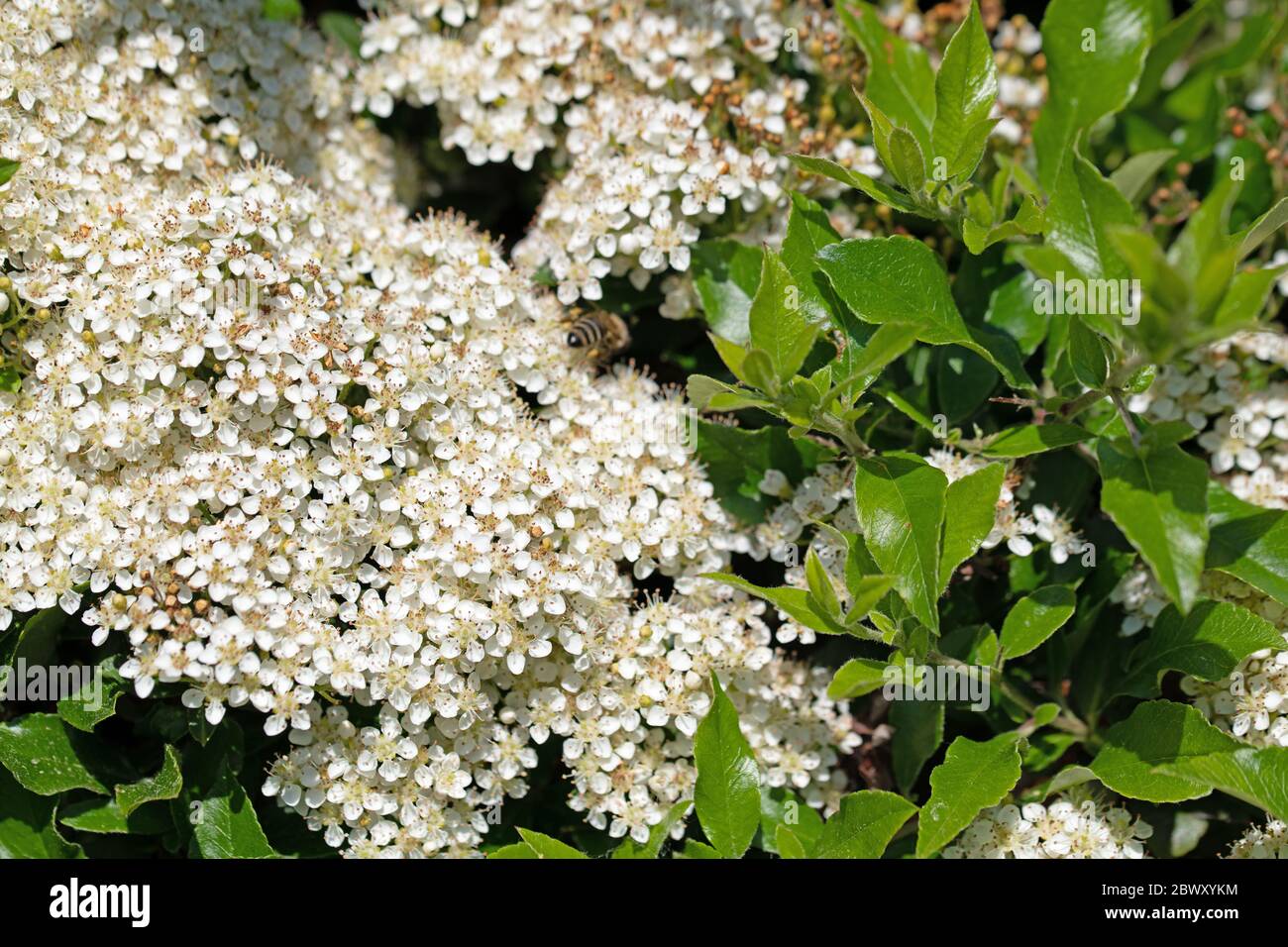 Pyracantha hedge hi-res stock photography and images - Alamy