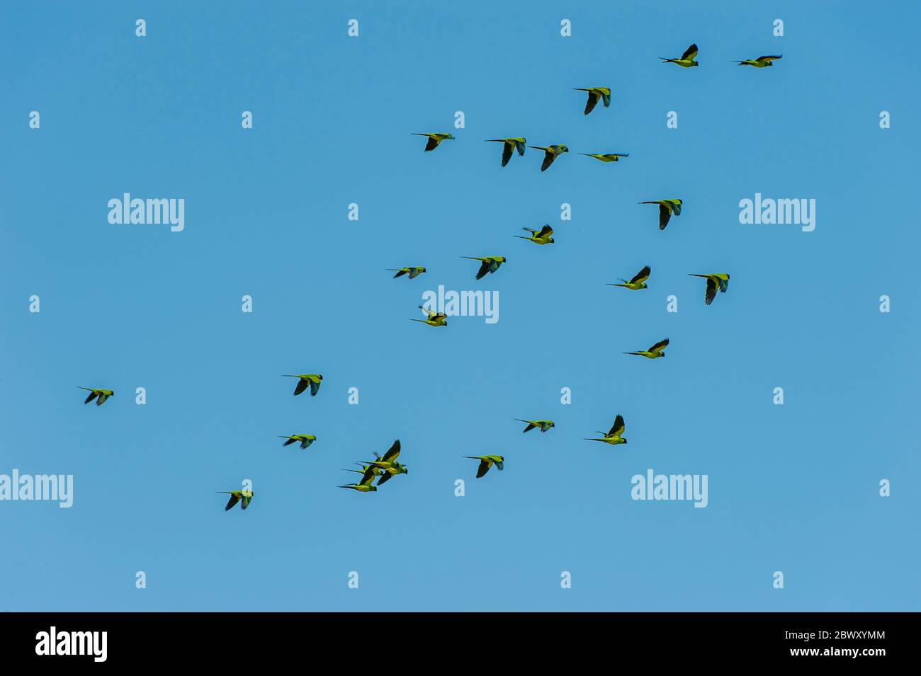 A flock of Nanday Parakeets (and formerly called Black-hooded Parakeet ...