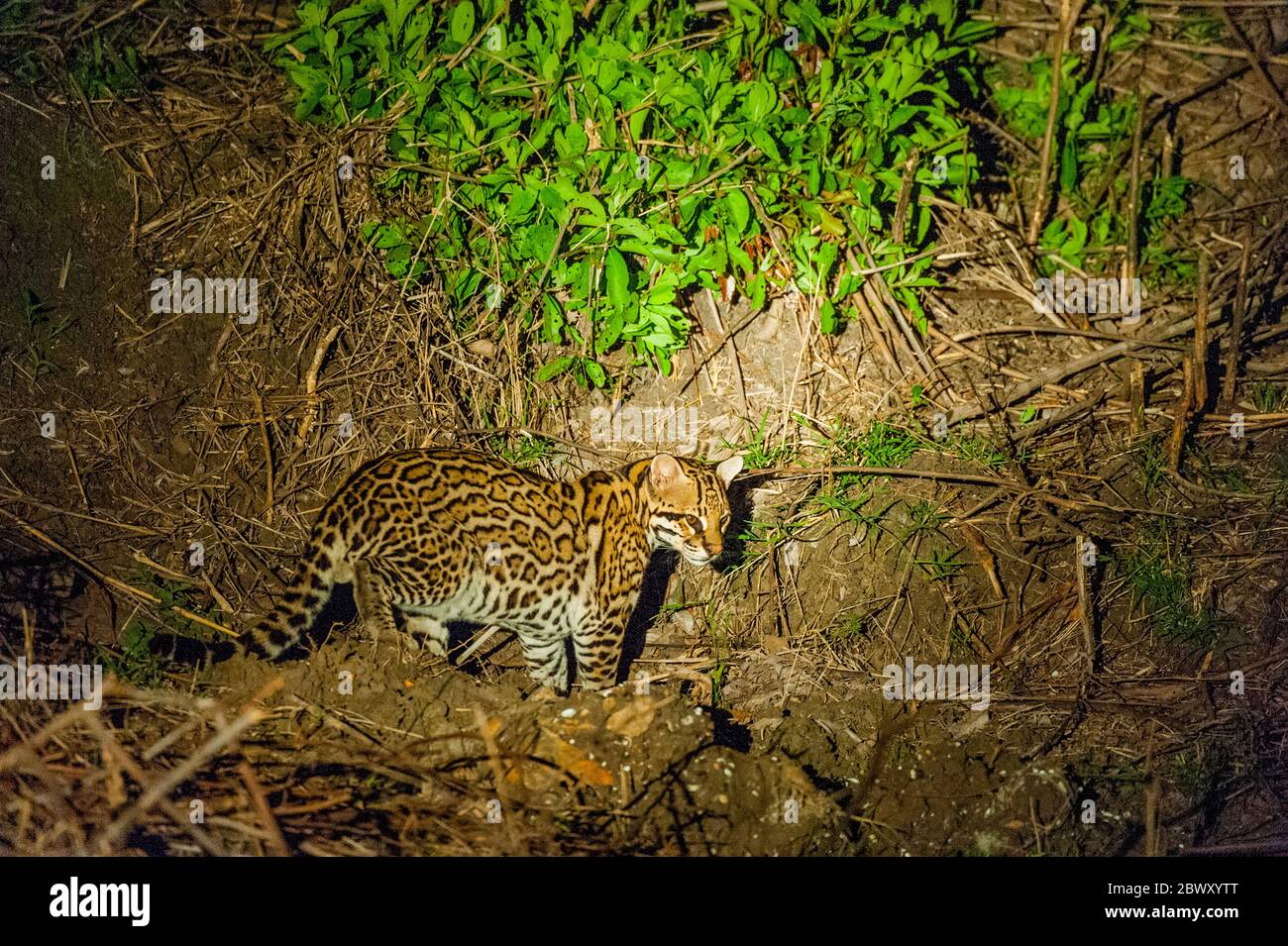 A Ocelot (Leopardus, pardalis) is hunting at night at the San Francisco ...