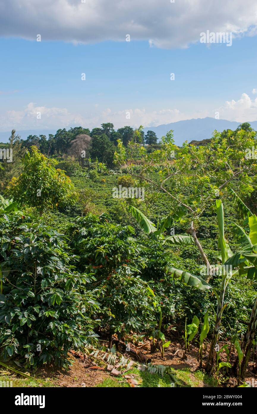 Coffee trees at the Doka Estate coffee plantation in Alajuela in Costa ...