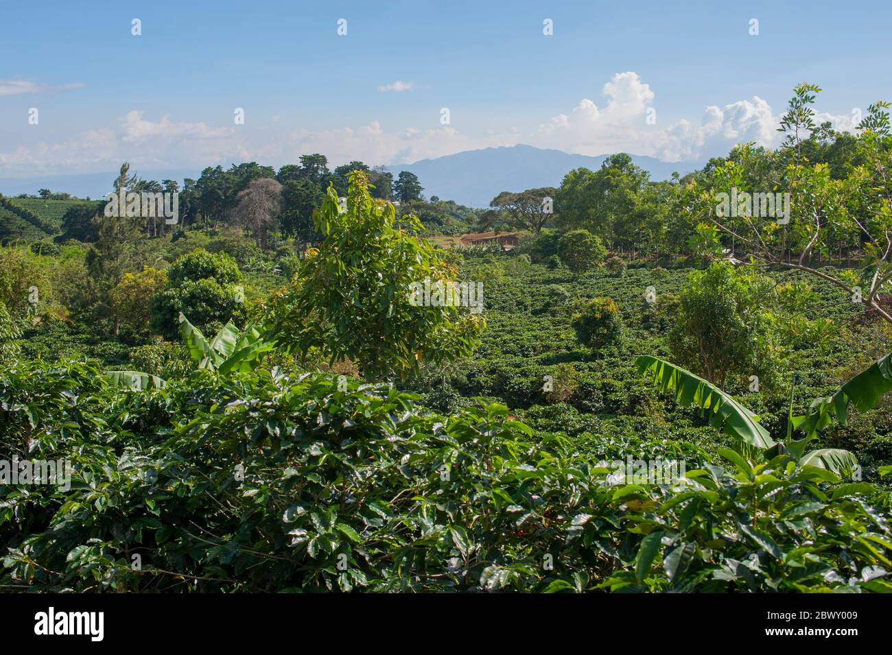 Coffee trees at the Doka Estate coffee plantation in Alajuela in Costa ...
