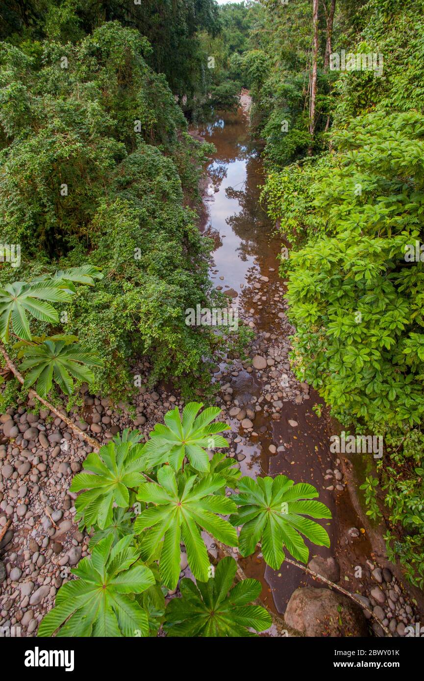 Tirimbina biological reserve hi-res stock photography and images - Alamy