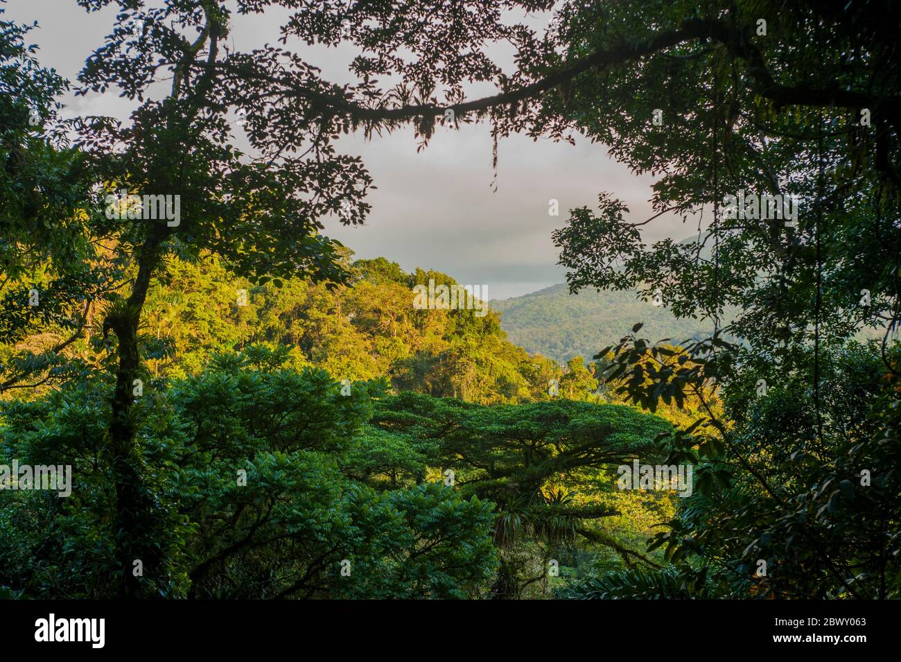 View of the rainforest canopy near the Arenal Volcano in Costa Rica ...
