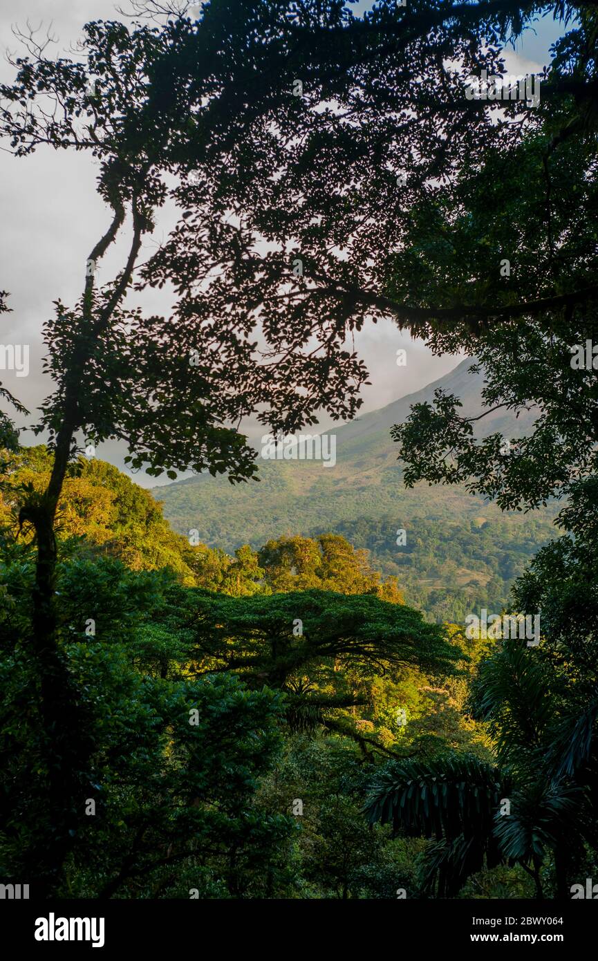 View of the rainforest canopy near the Arenal Volcano in Costa Rica ...