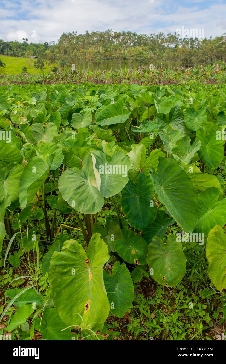 Taro plantation hi-res stock photography and images - Alamy