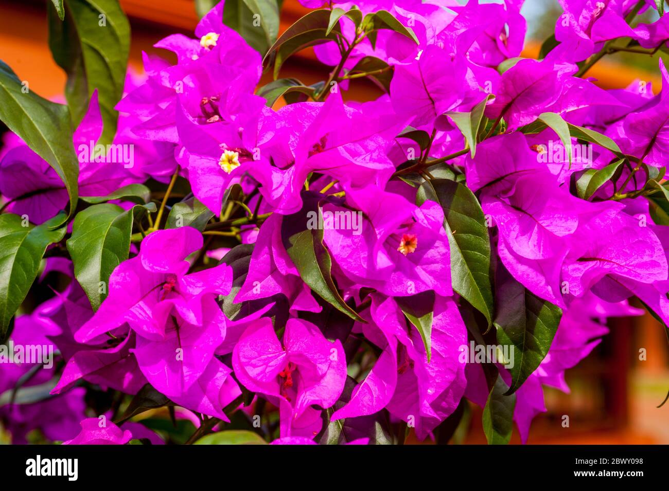 Bougainville flowers at Cano Negro in Costa Rica Stock Photo - Alamy