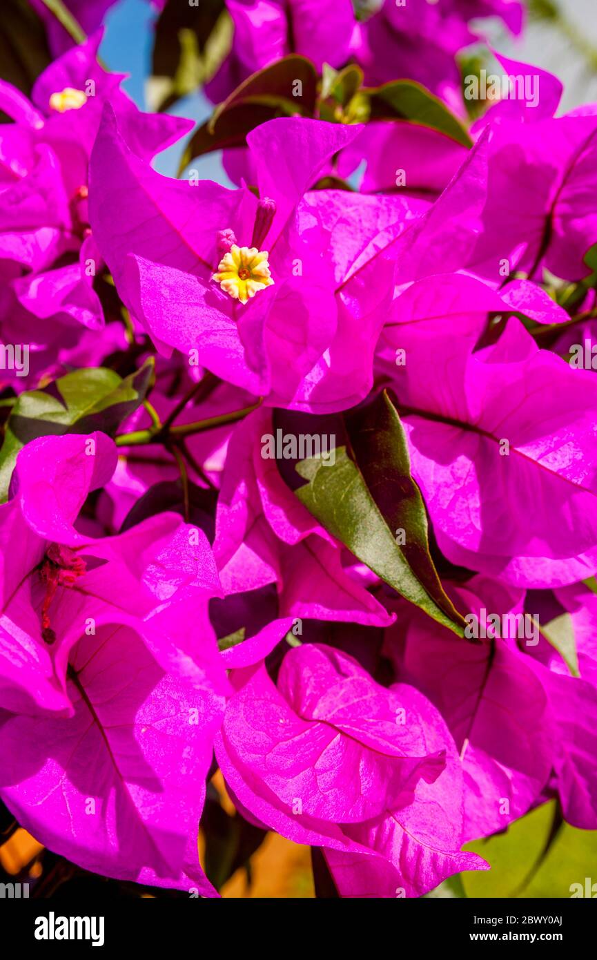 Bougainville flowers at Cano Negro in Costa Rica Stock Photo - Alamy
