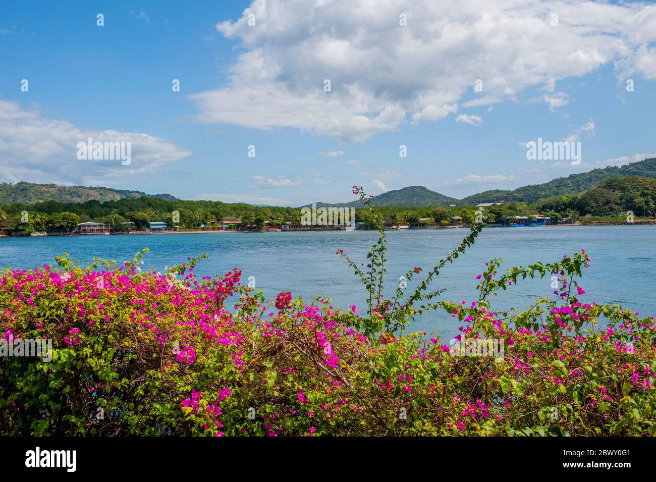 Bougainville flowers hi-res stock photography and images - Alamy