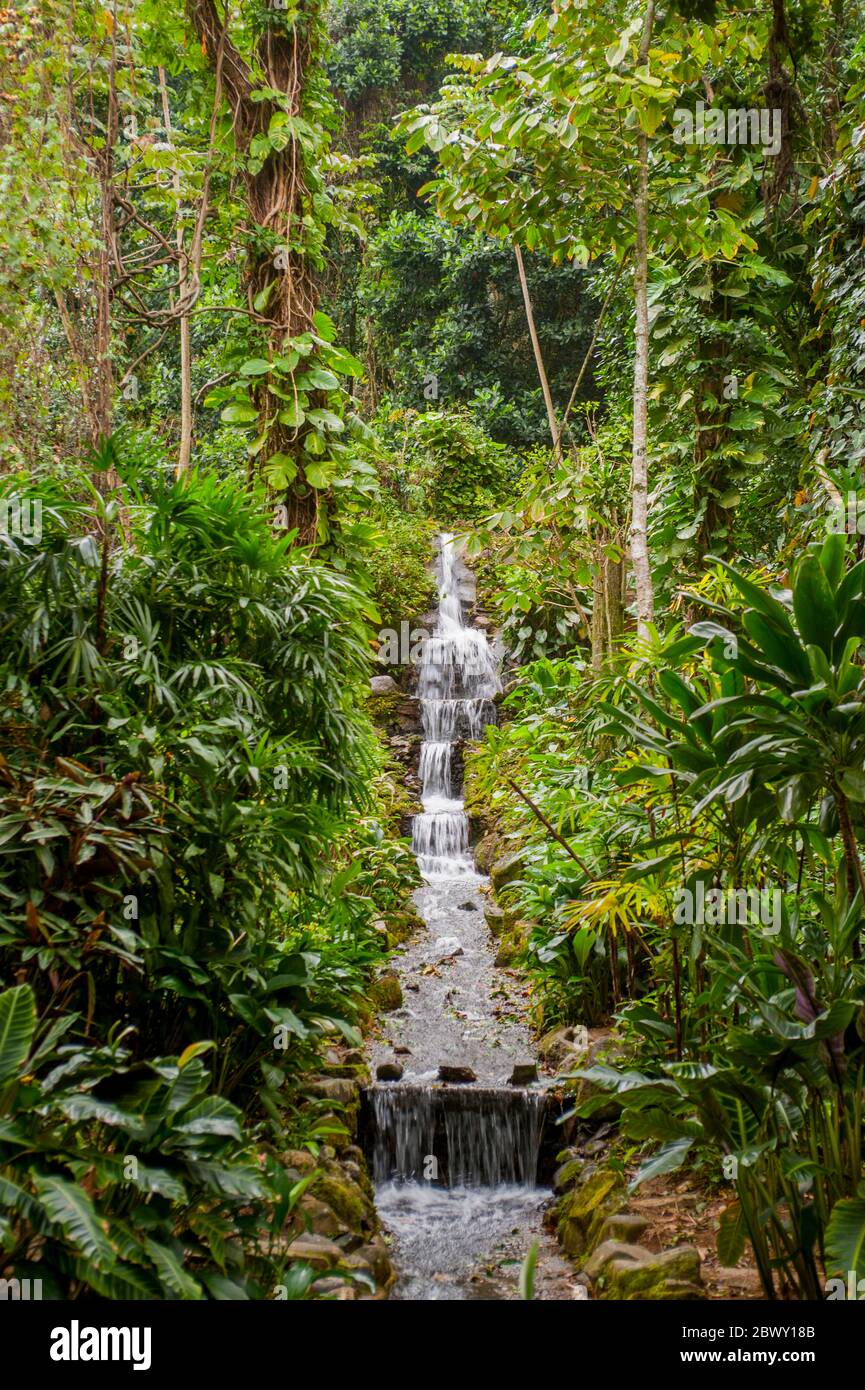 A waterfall in the botanical garden in Rio de Janeiro, Brazil Stock ...