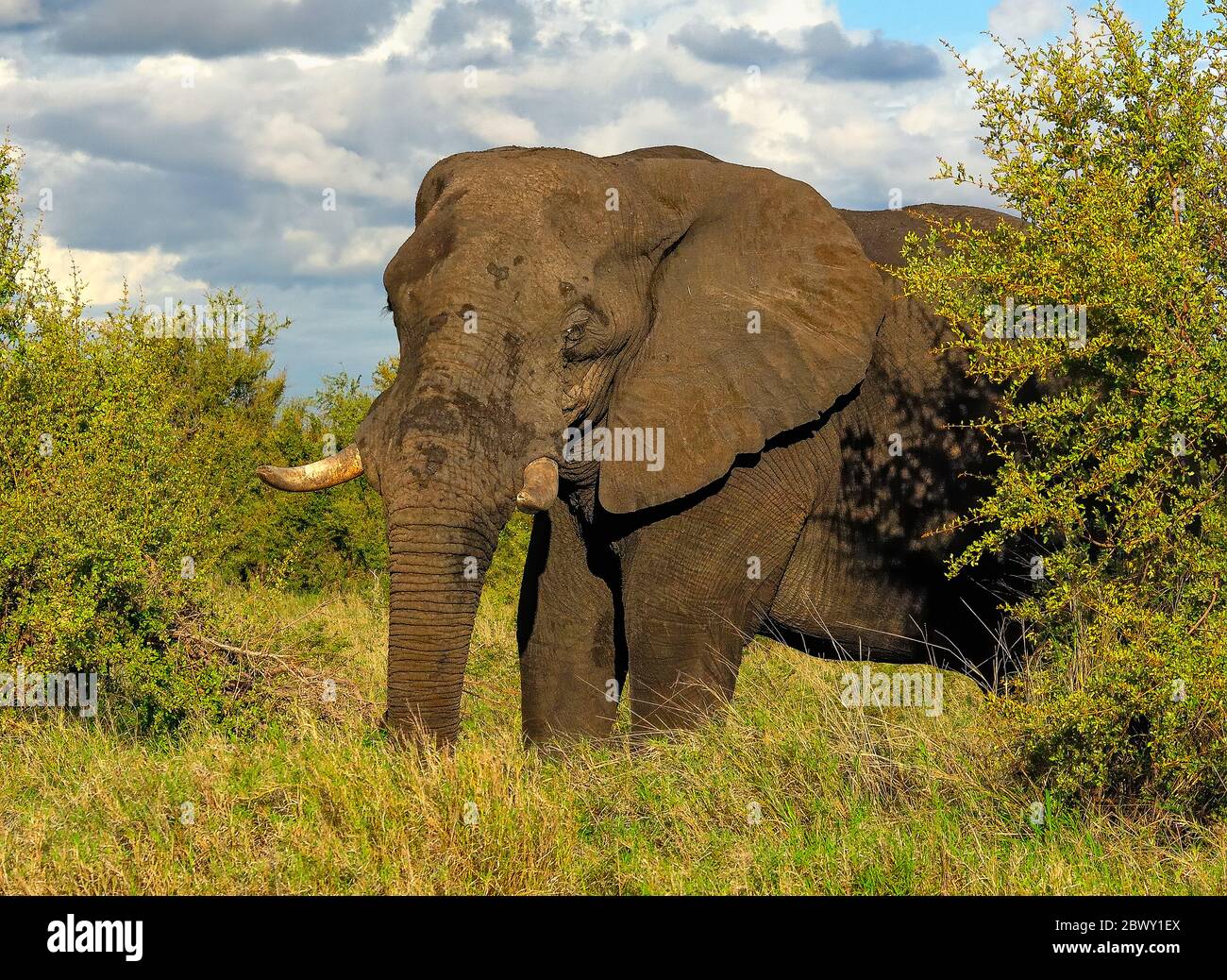 African Elephant emerging from behind the thorn bushes in Kruger ...