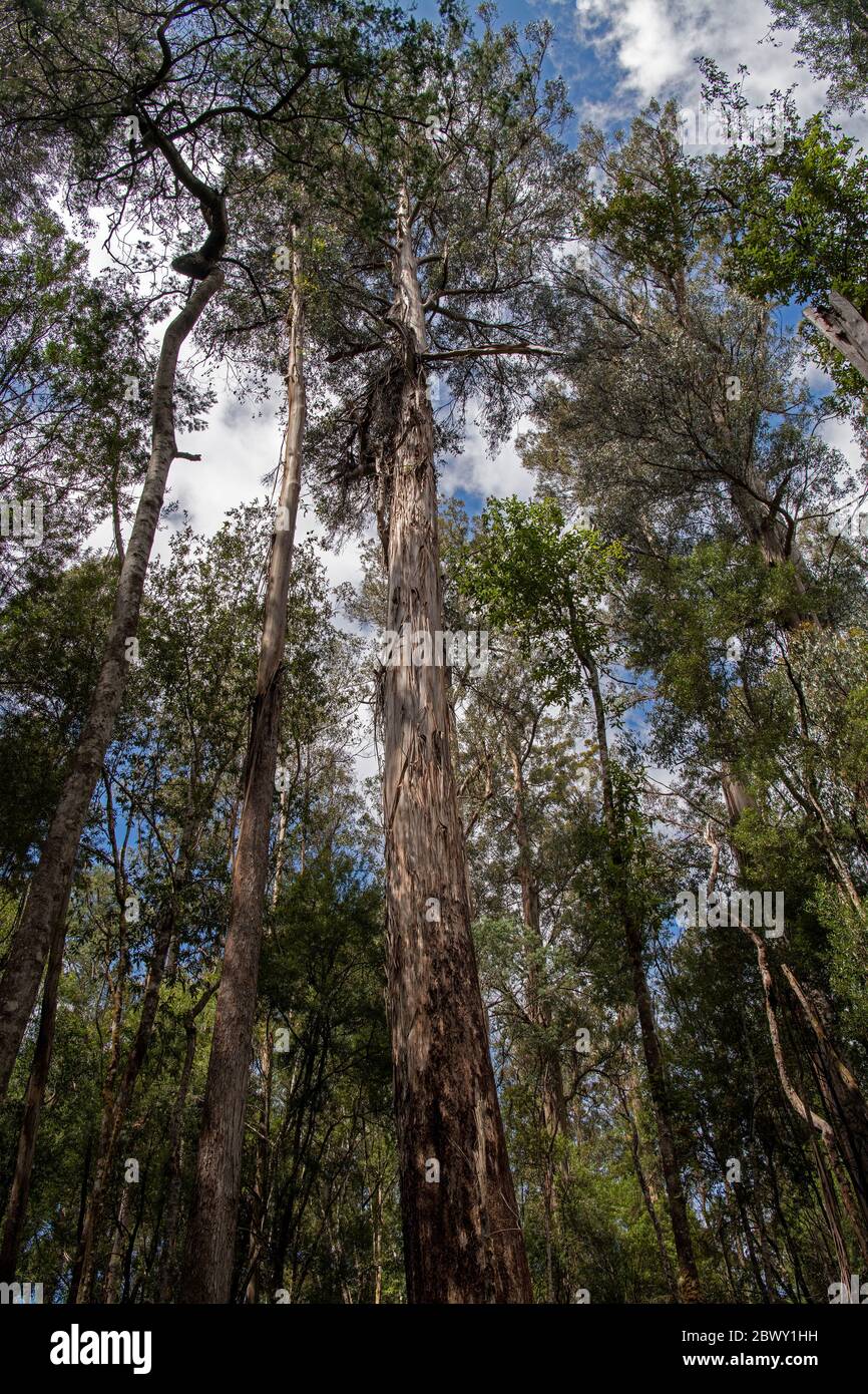 Giant swamp gum eucalyptus regnans hi-res stock photography and images ...