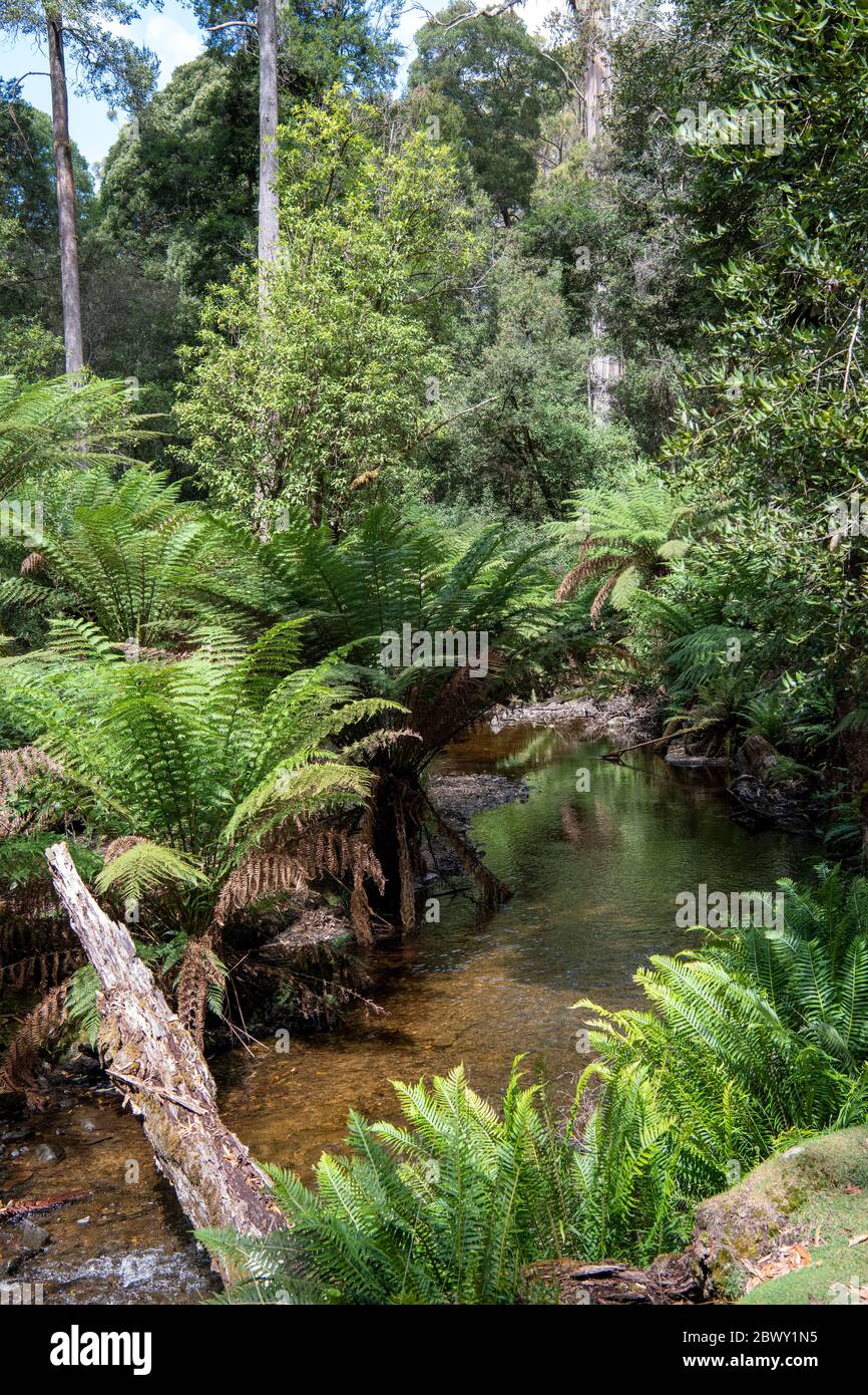 Small stream Mount Field National Park Tasmania Australia Stock Photo ...