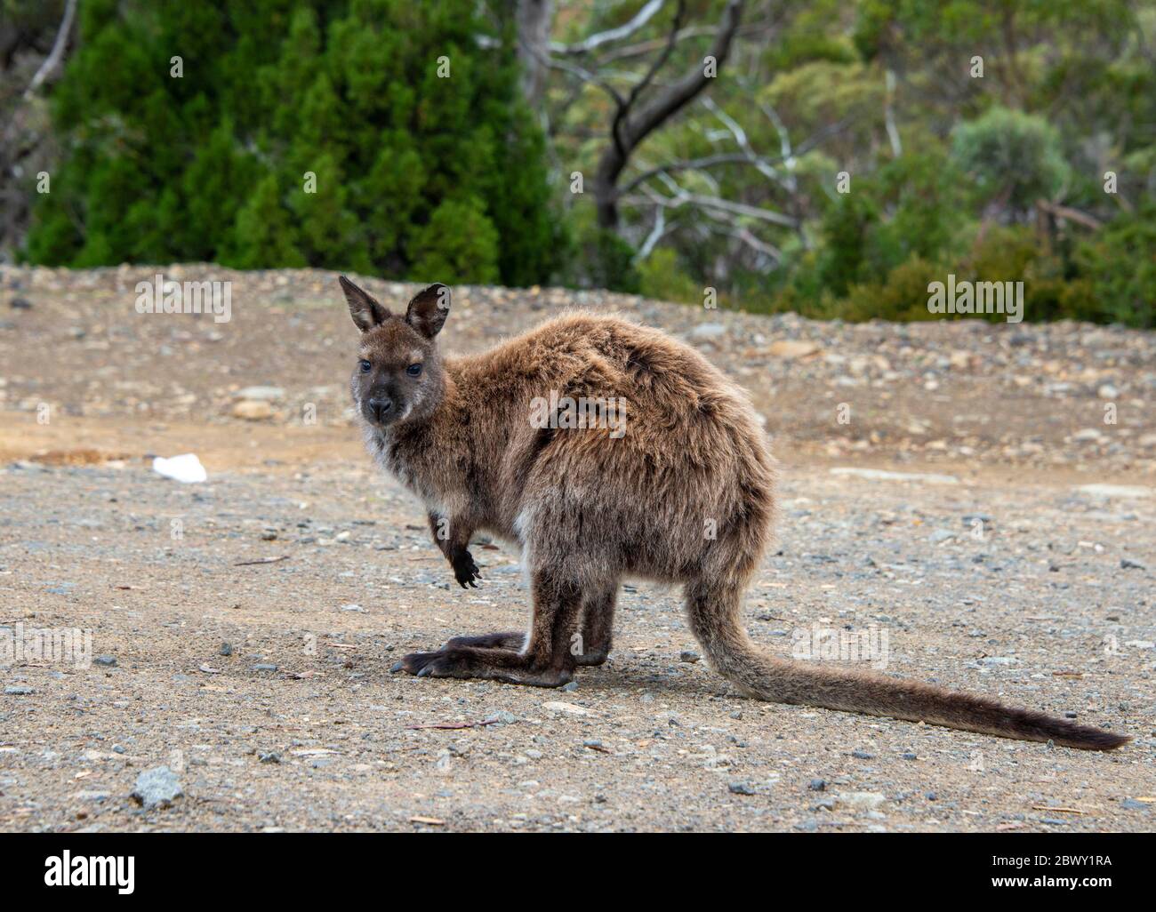 On The Wallaby Track High Resolution Stock Photography and Images - Alamy
