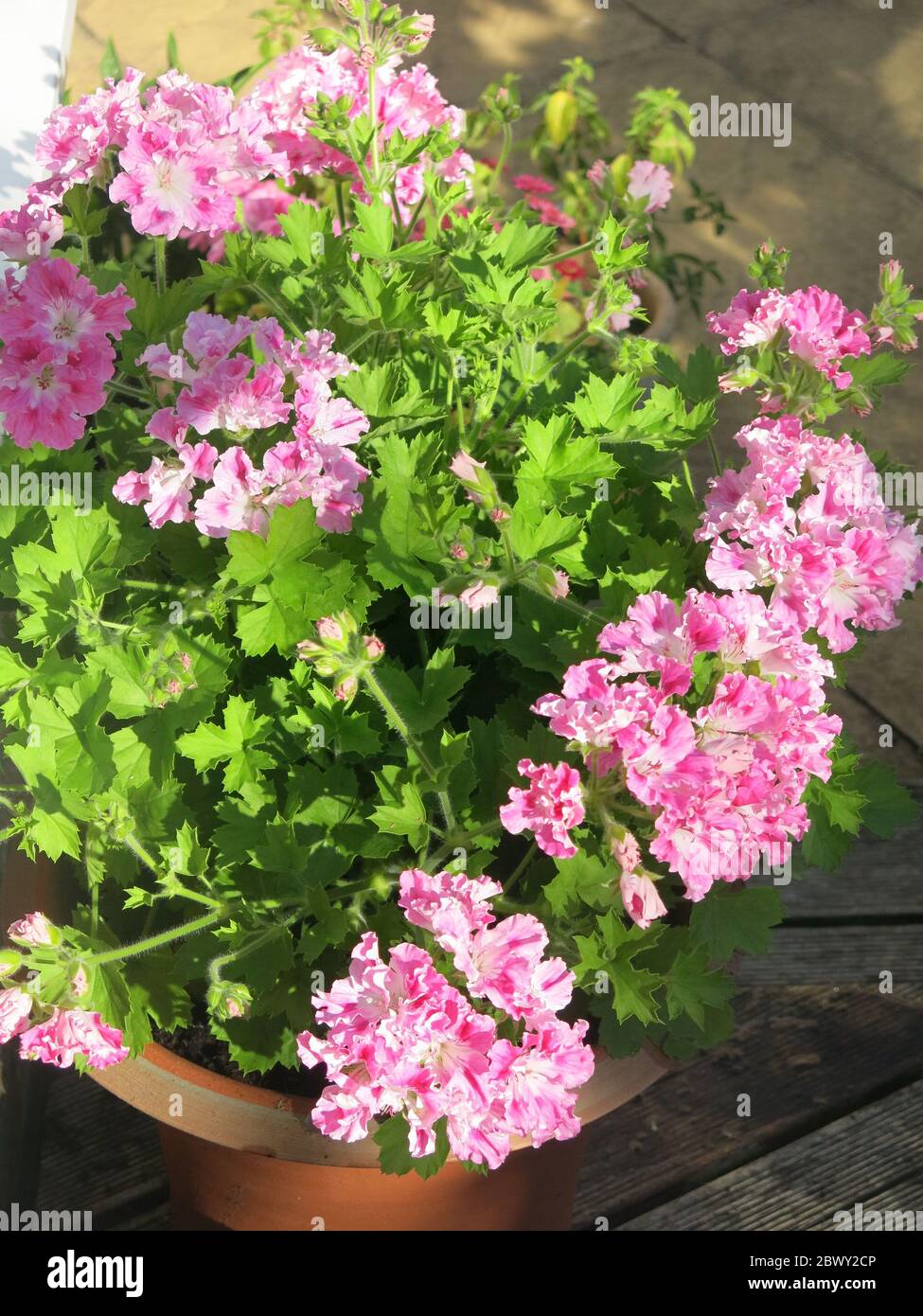 Pelargonium In Pot High Resolution Stock Photography and Images - Alamy