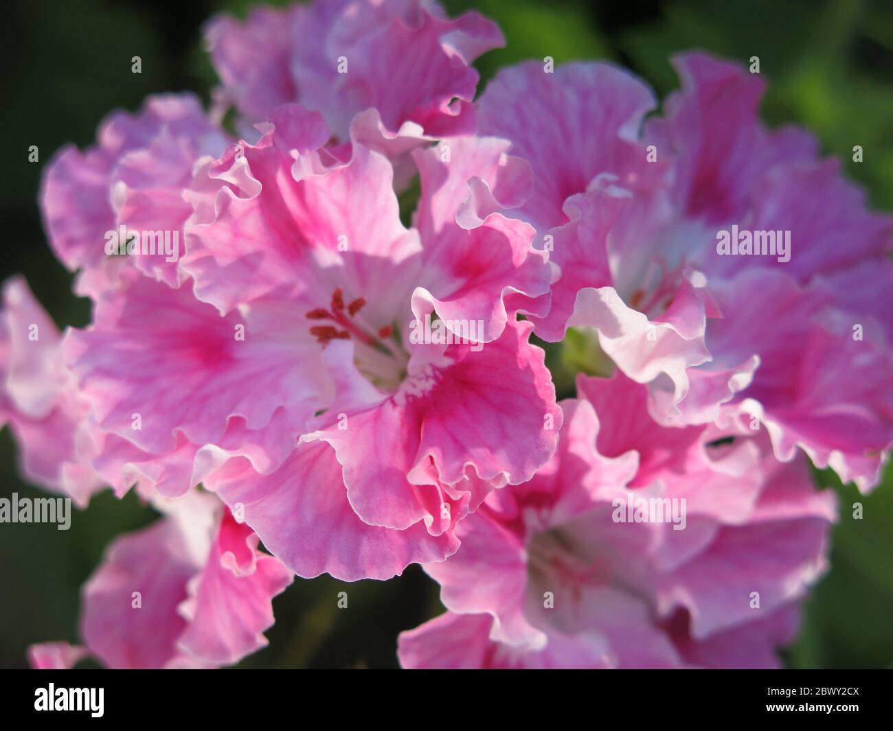 Close-up of the summer flowering, frilly, semi-double pink flower on ...