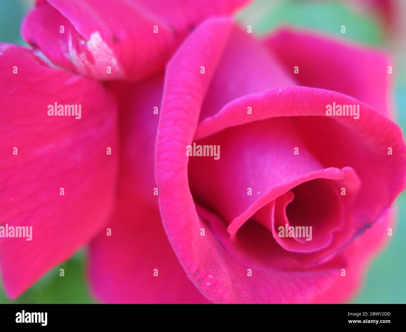 Single dark pink rose bud of "Etoile de Hollande", a vigorous climber ...