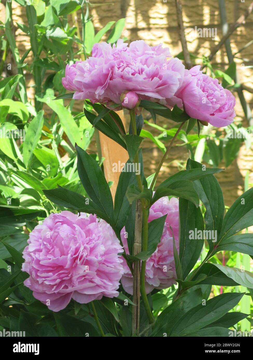 A pink peony in full bloom in early June, paeonia lactiflora, growing ...