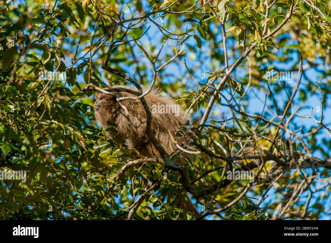 Southern masked titi monkey callicebus personatus hi-res stock ...