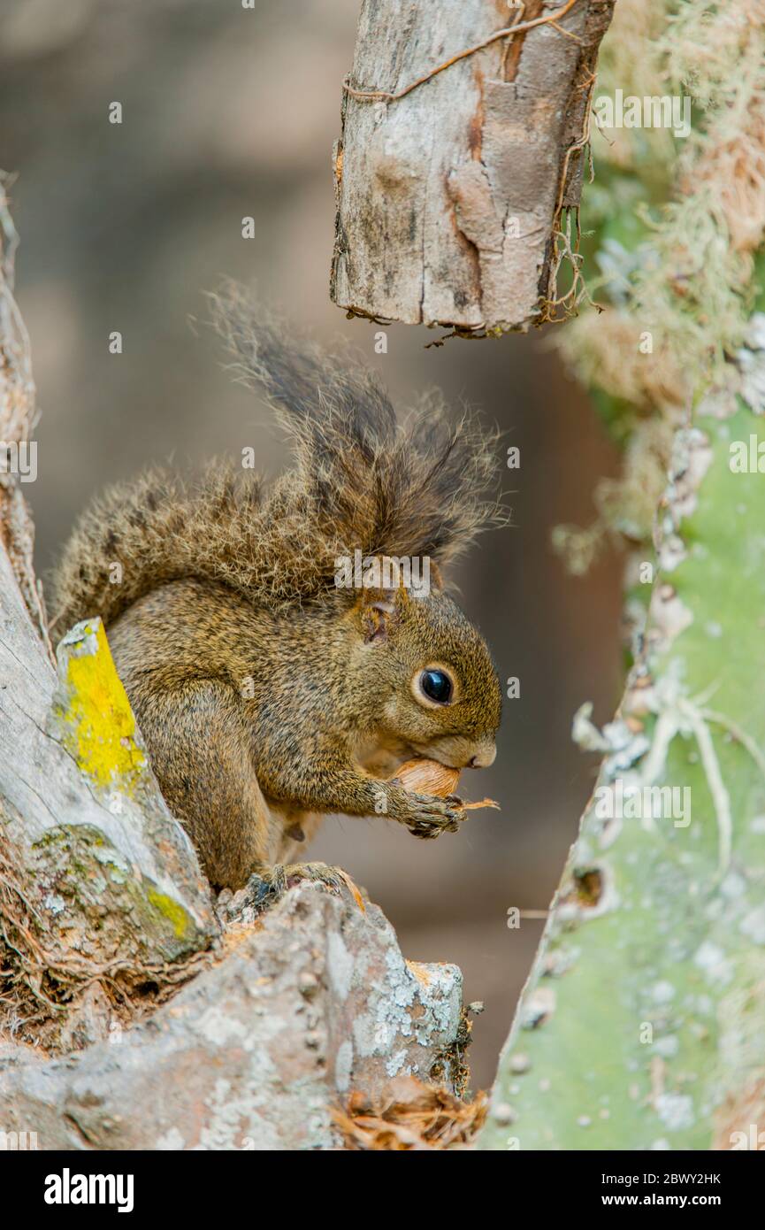 Sciurus aestuans hi-res stock photography and images - Alamy