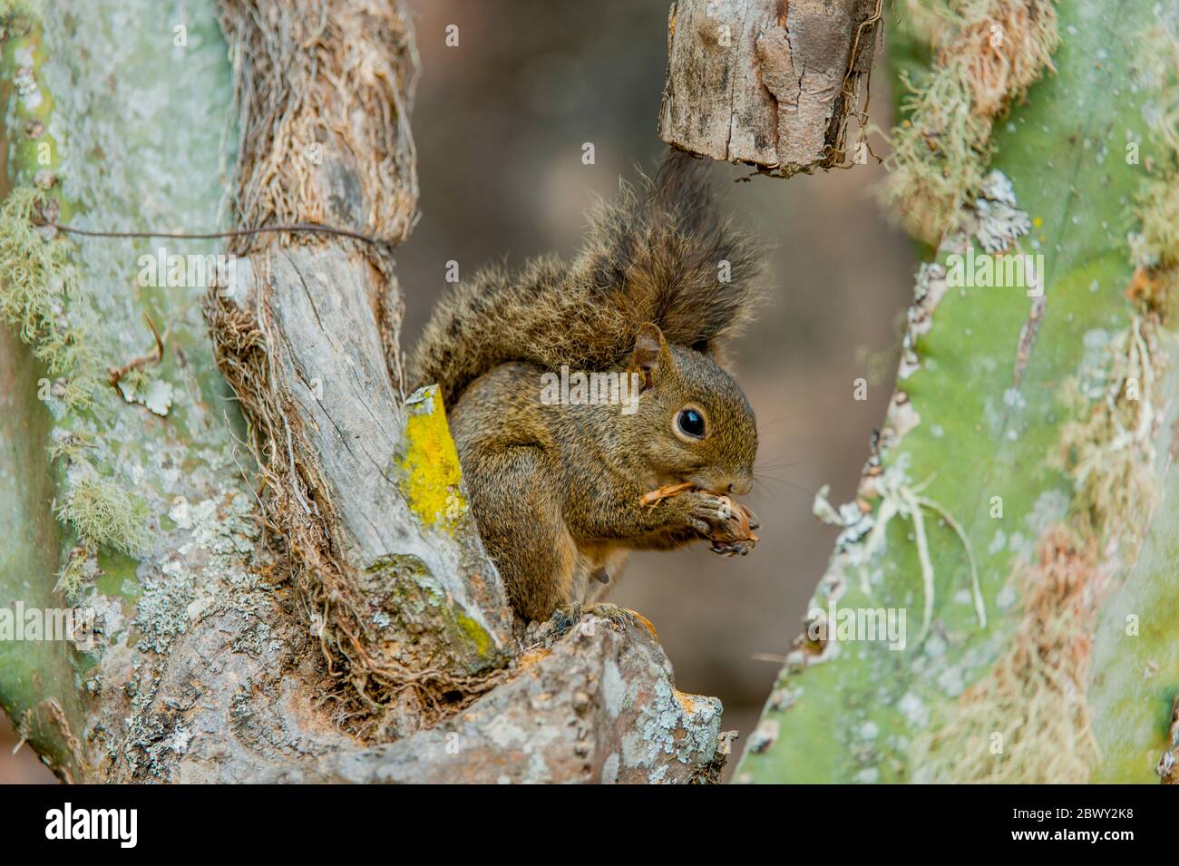Sciurus aestuans hi-res stock photography and images - Alamy