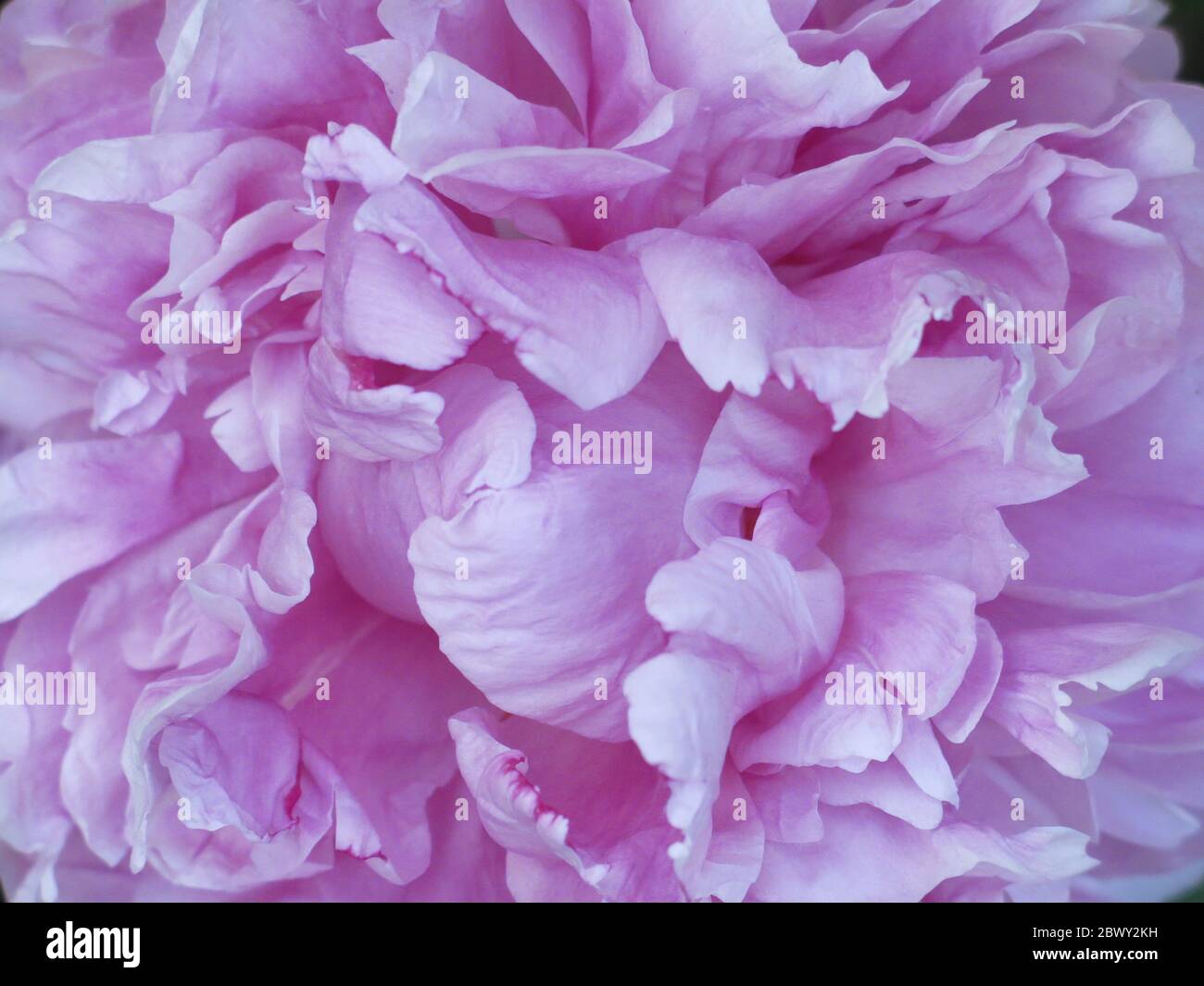 Abstract close-up of the ruffled petals of a blowsy baby pink peony, a ...