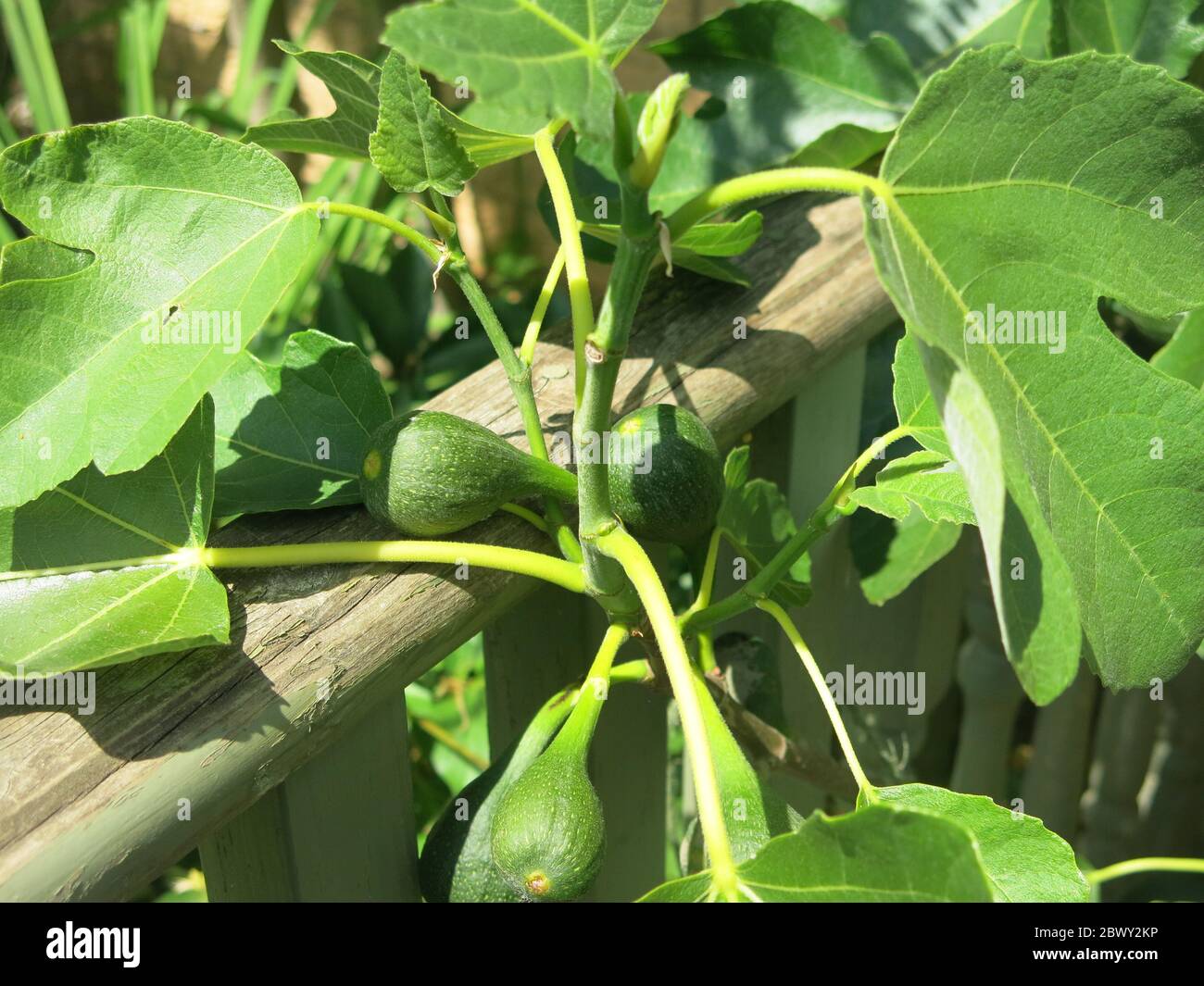 Suitable for the British climate, the fig "Brown Turkey" produces an ...