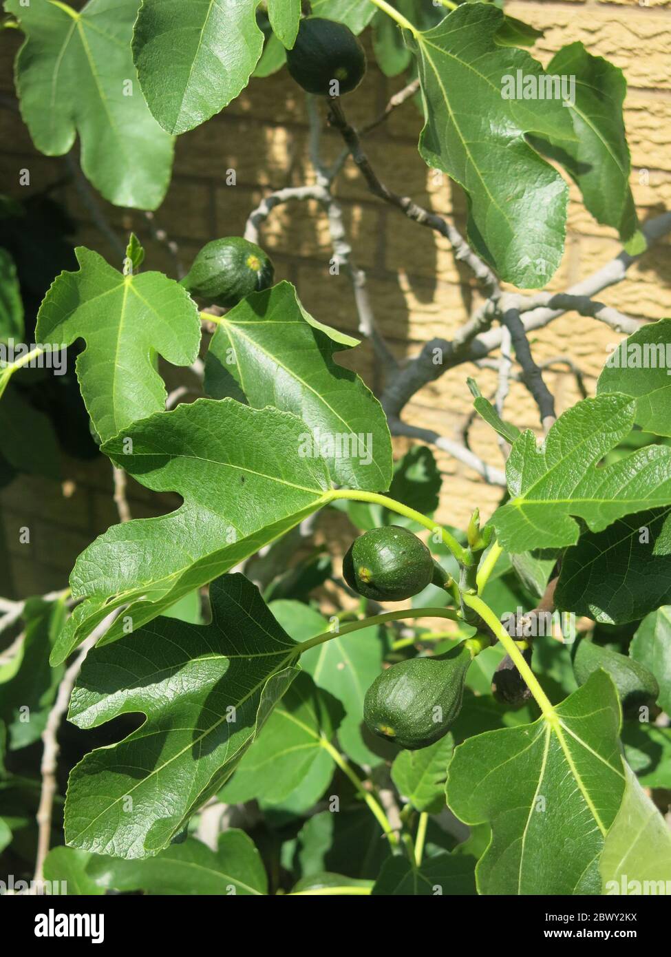 Suitable for the British climate, the fig "Brown Turkey" produces an ...