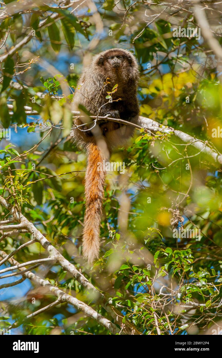 Southern masked titi monkey callicebus personatus hi-res stock ...