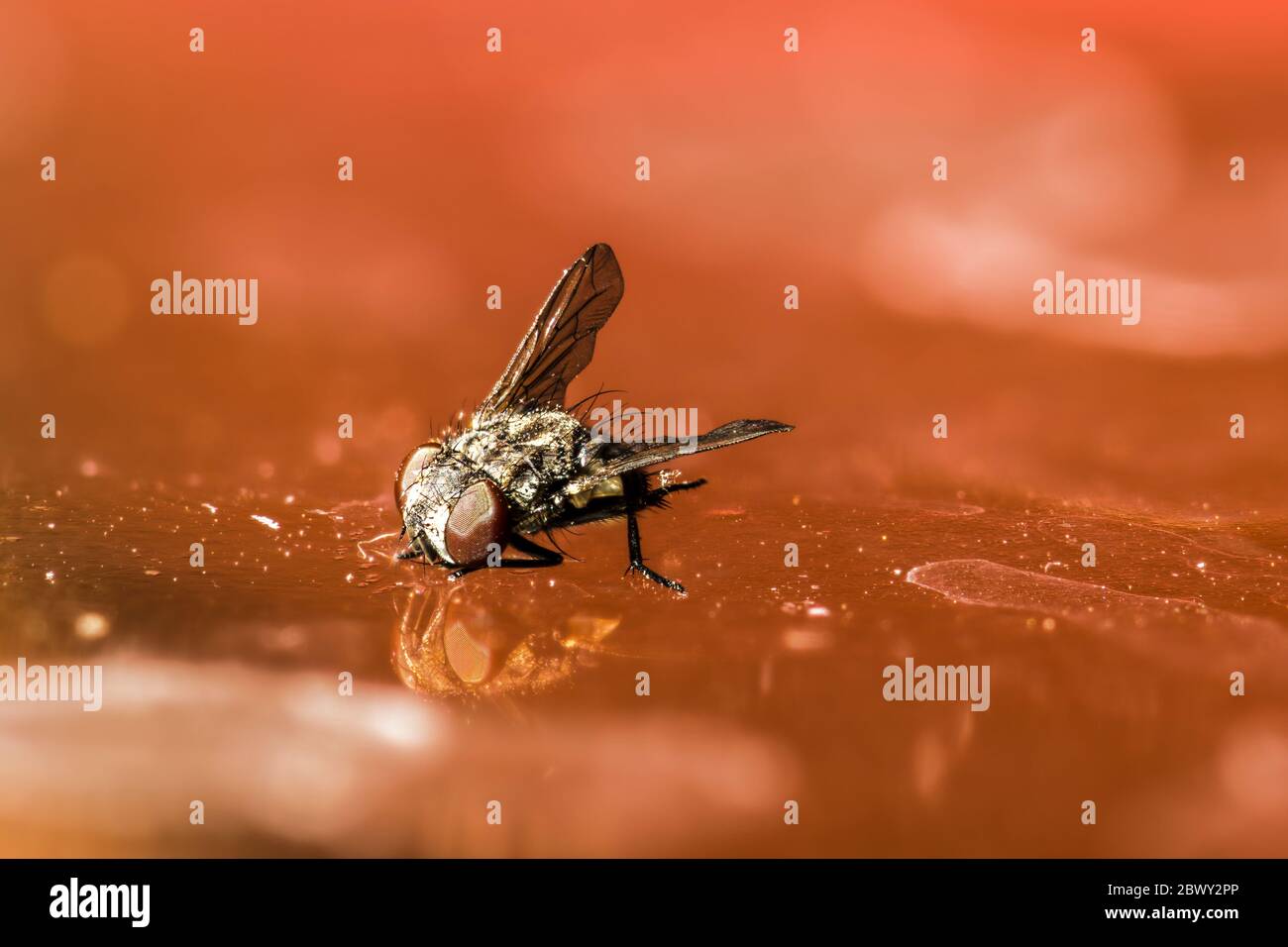 Dead Fly on Glass Surface Stock Photo - Alamy