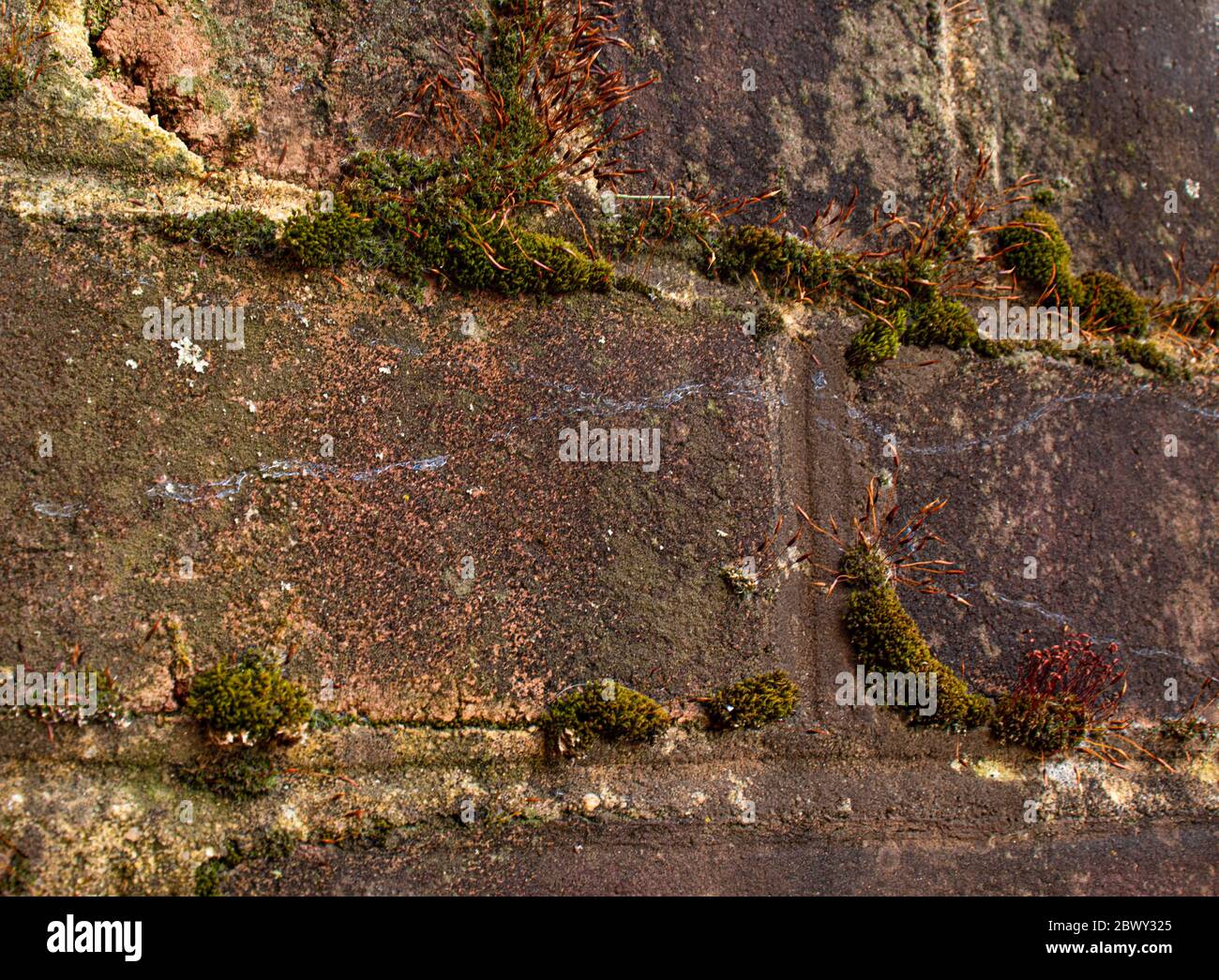 Brick covered in moss hi-res stock photography and images - Alamy