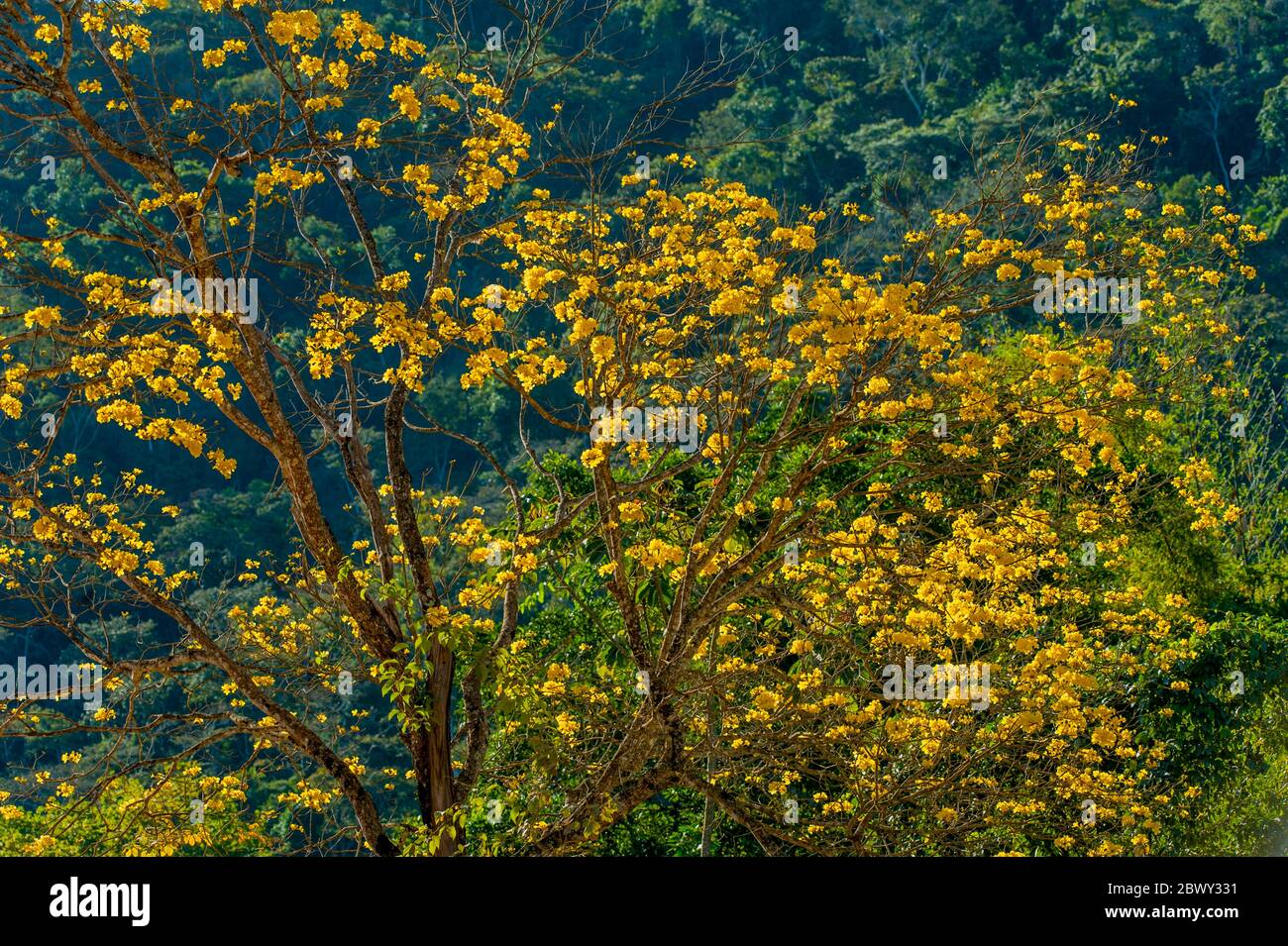 A yellow trumpet tree (Tabebuia aurea) in the Caratinga Biological ...