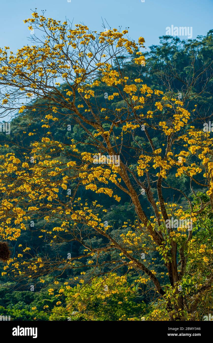 A yellow trumpet tree (Tabebuia aurea) in the Caratinga Biological ...